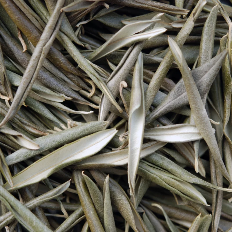 Organic Olive Tree Leaves | Lavandia