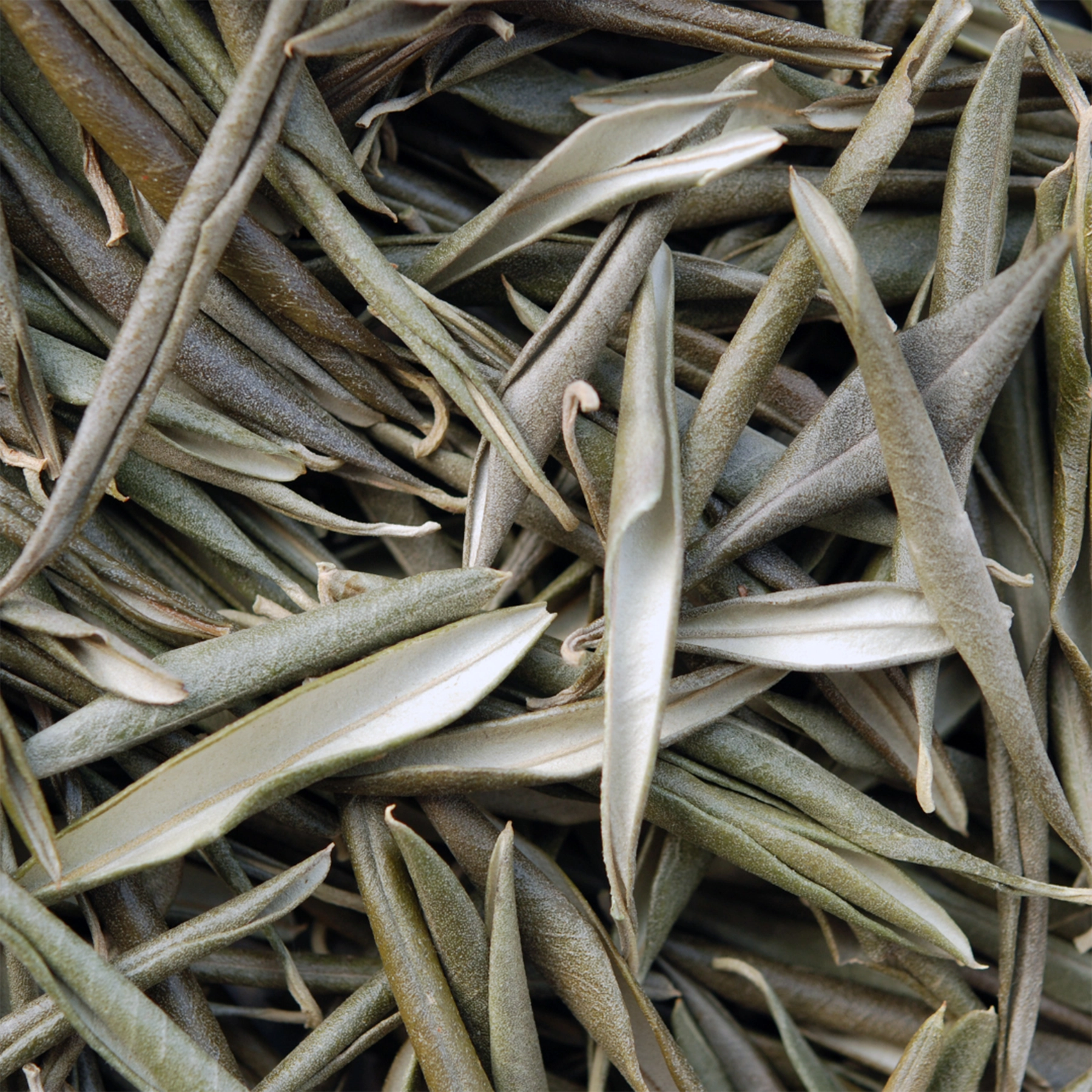 Organic Olive Tree Leaves | Lavandia