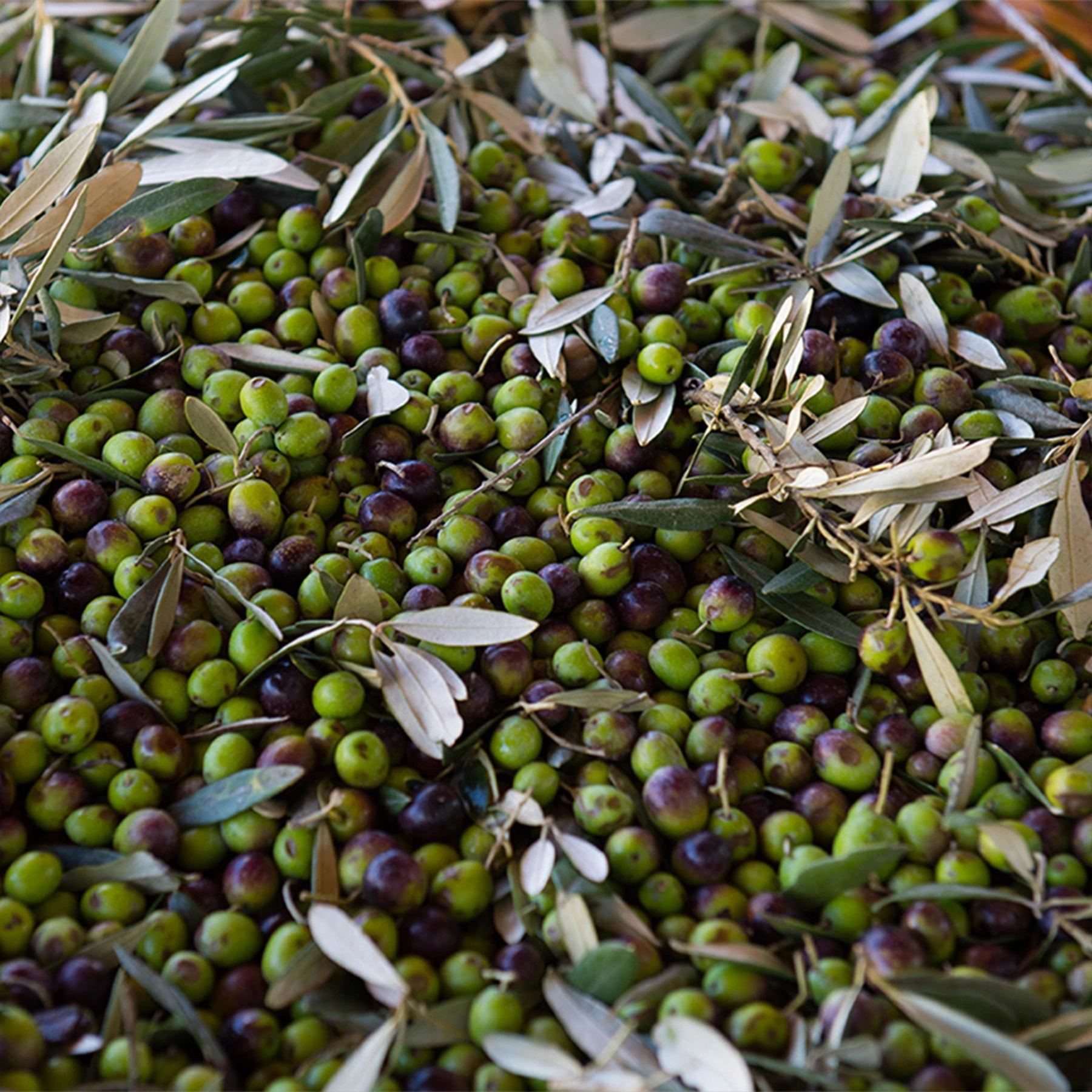 7 Elies High Phenolic Organic Evoo by Atsas