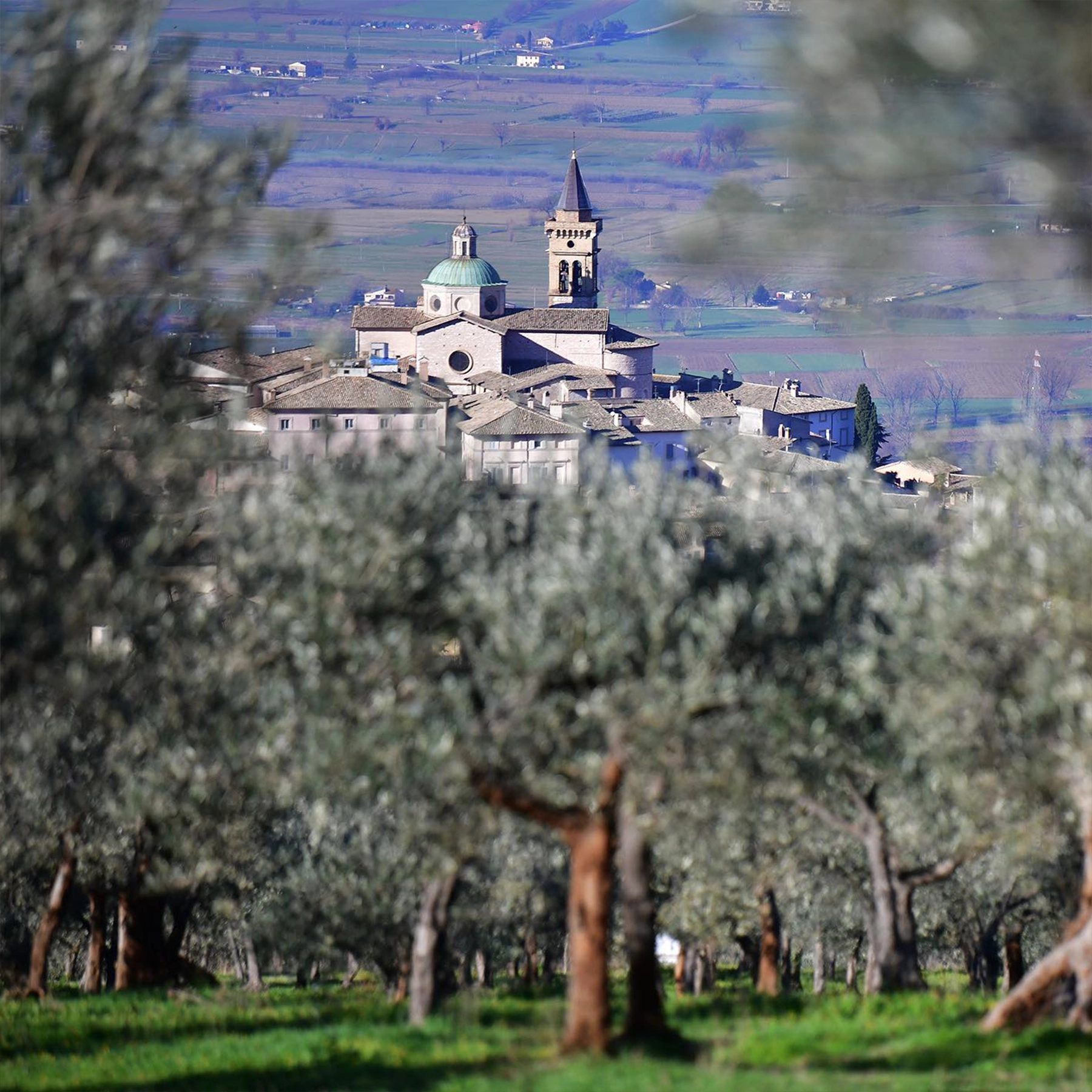 Black Olive Spread from Italy | Marfuga