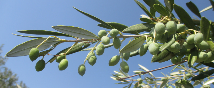 Greek Organic Olive Oil | Eulogia of Sparta Ultra Premium
