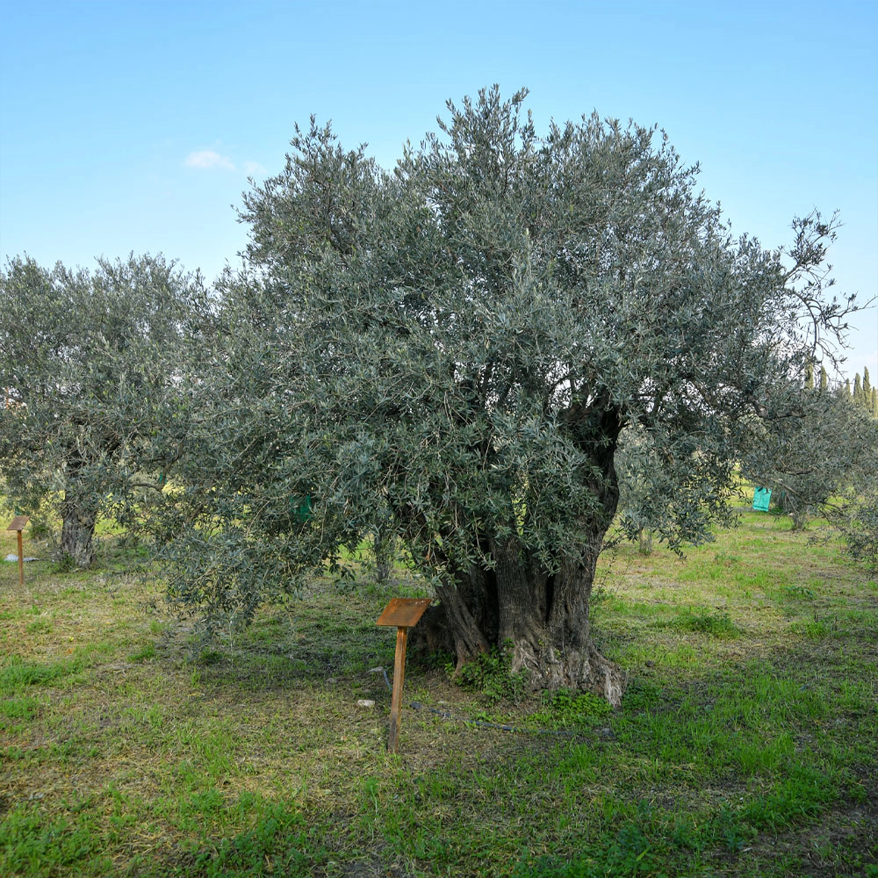 Extra Virgin Olive Oil PhenOLIV 8x200ml | Premium Greek EVOO